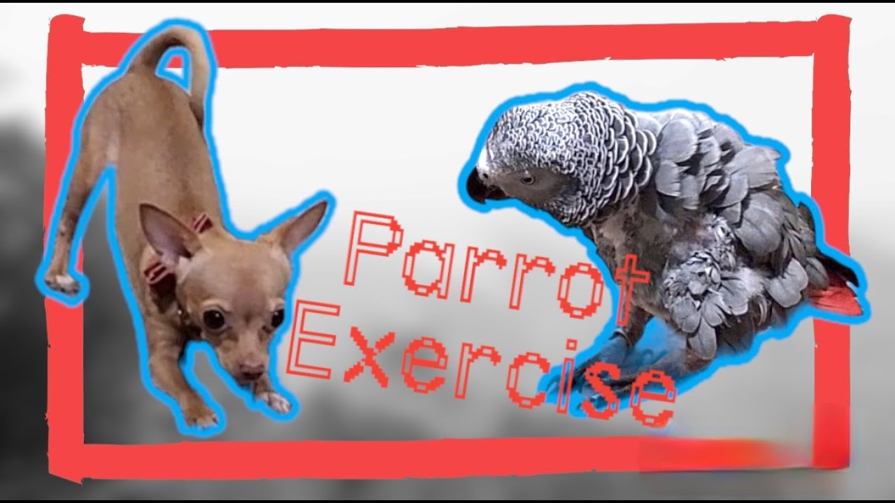 How my parrot gets exercise since she rarely will fly - YouTube