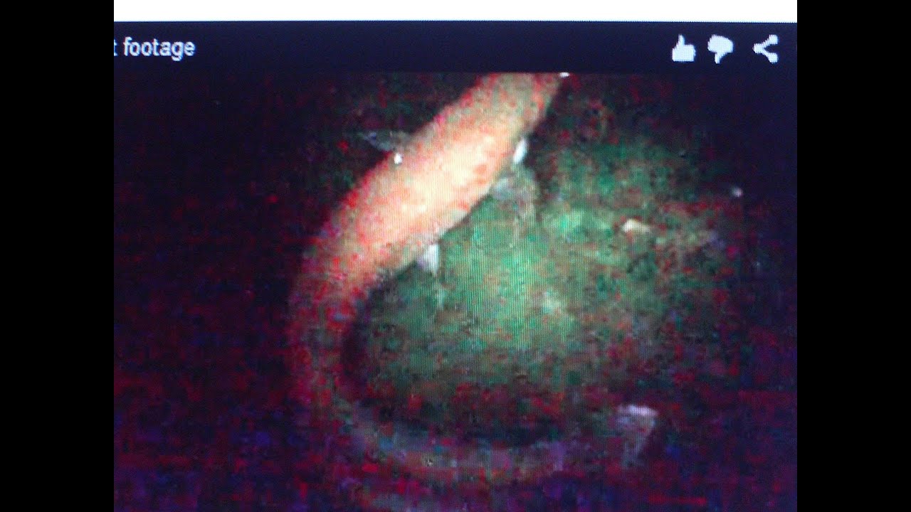 How to make fish go where you want with a lazer (FL Arowana) - YouTube