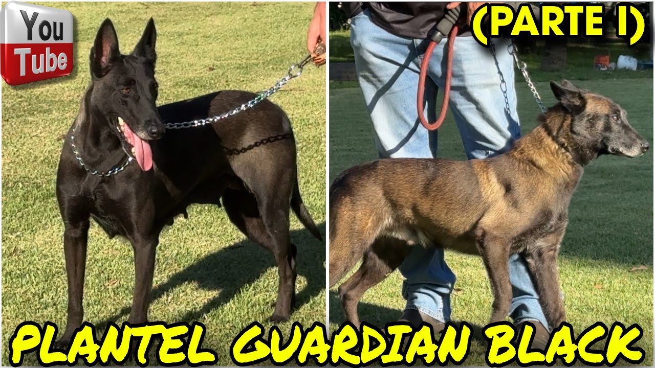 🔥 APRESENTANDO O PLANTEL DO CANIL GUARDIAN BLACK! (PARTE I) - YouTube