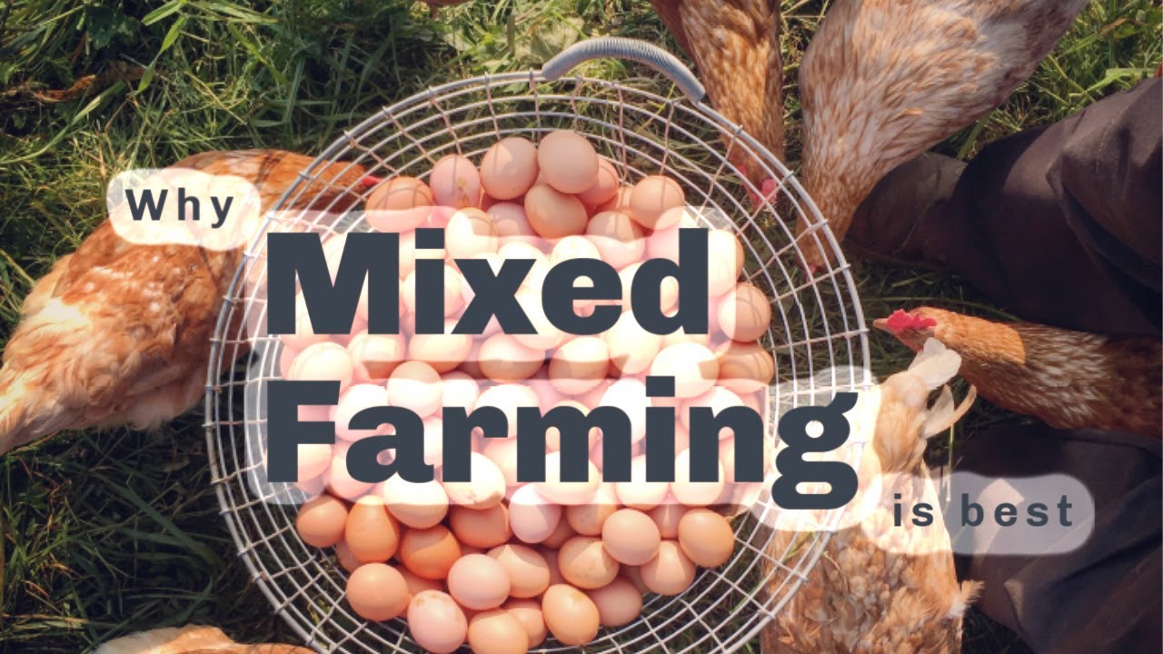 THE VIRTUES OF SMALL DIVERSIFIED FARMS S4 E7 - YouTube