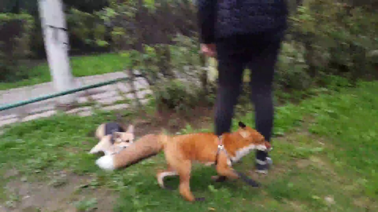 Tiki the fox is playing with a corgi (Day 183) - YouTube