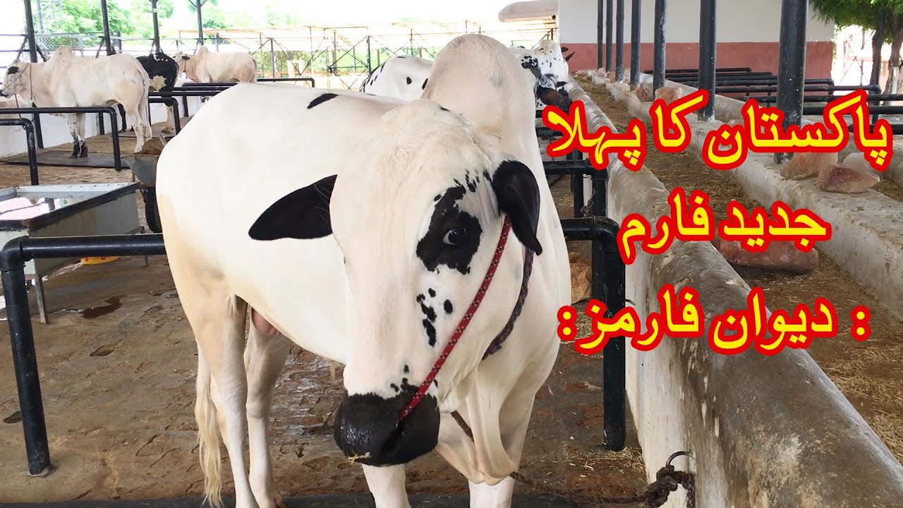 Deewan Farms | Modern cattle farming in Pakistan | Racing Bulls of ...