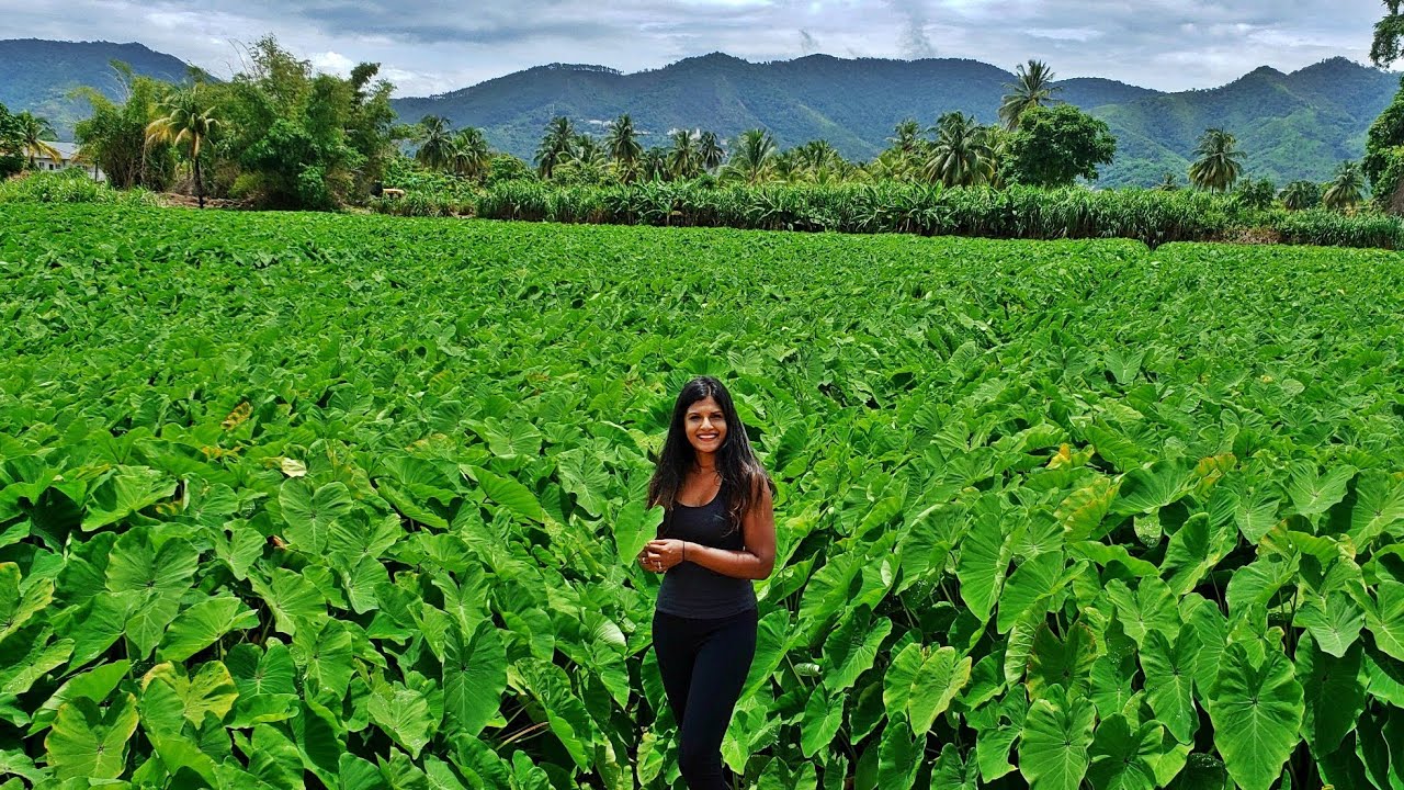 DASHEEN BUSH (taro leaves, kalo, elephant ears) Field in Trinidad | K&I - YouTube