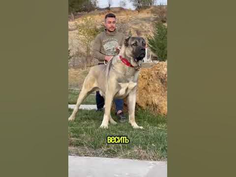 Алабай против Кангола - YouTube