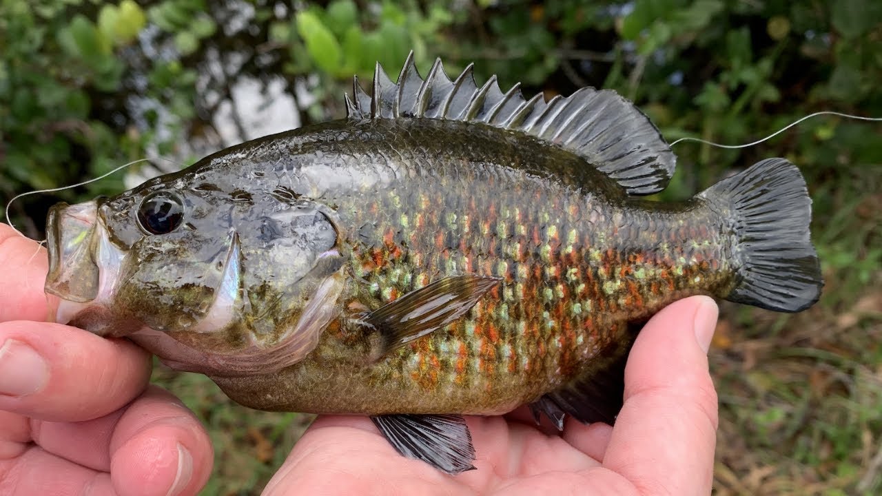 How to catch Bluegill, Warmouth, and Spotted sunfish in the Florida ...