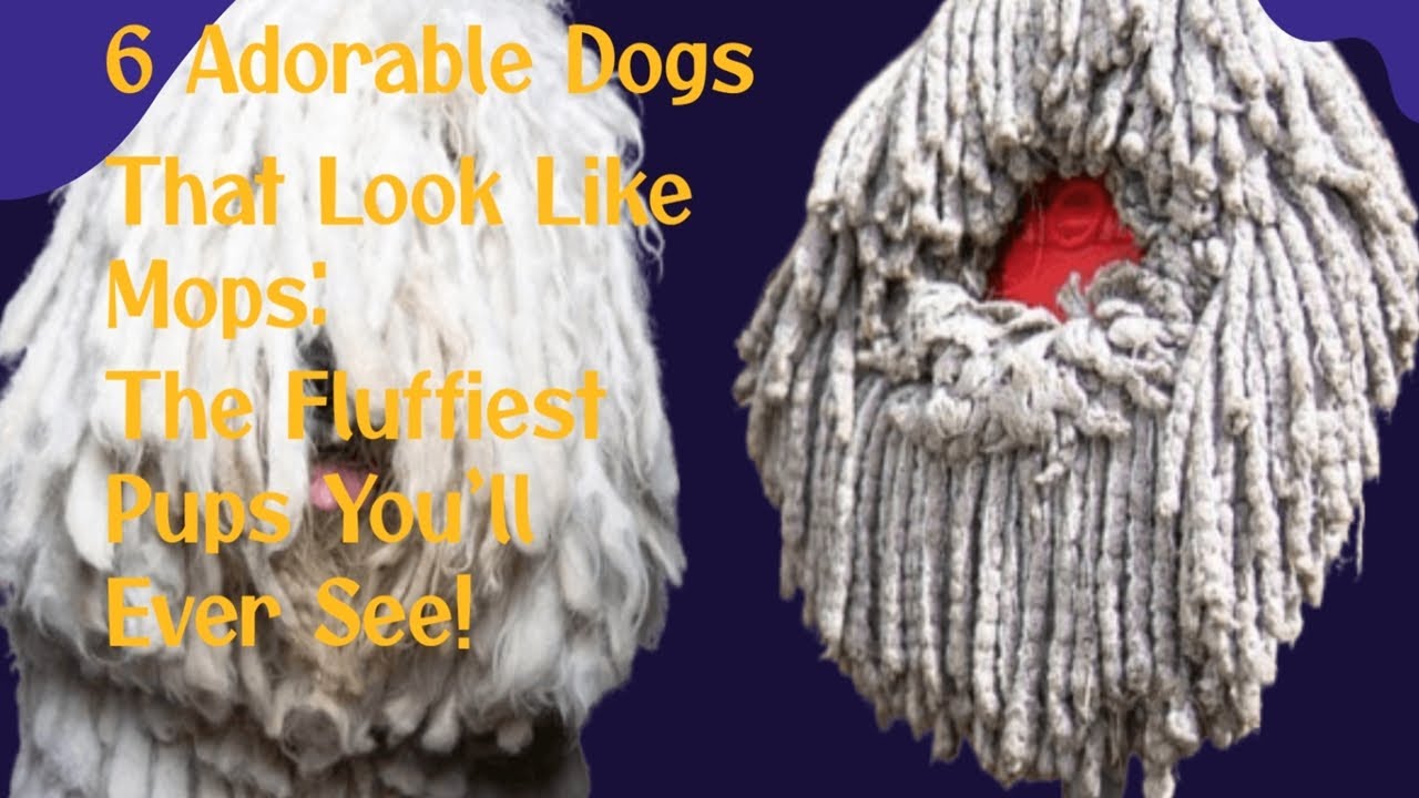 6 Adorable Dogs That Look Like Mops: Meet These Fluffy, Fun Breeds ...