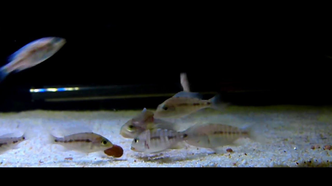 Zambezi acuario - Protomelas spilonotus "Mara rocks" (febrero 2016 ...