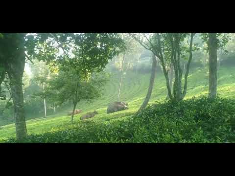 காட்டு எருமை (kattu erumai) - YouTube