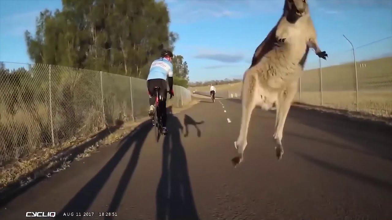 Man Vs Animals Videos Ep-2 - YouTube