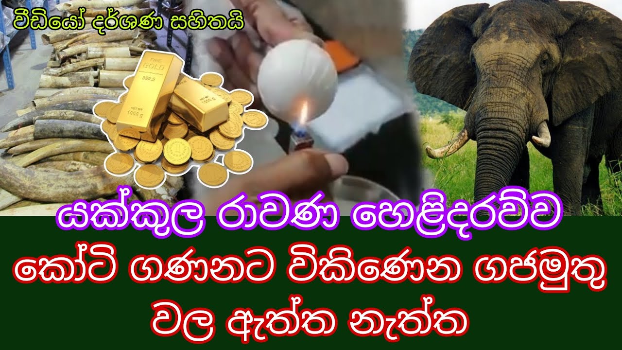ගජමුතු මෙච්චර වටින හේතුව මෙන්න| Why Elephant Pearls is valuable ...