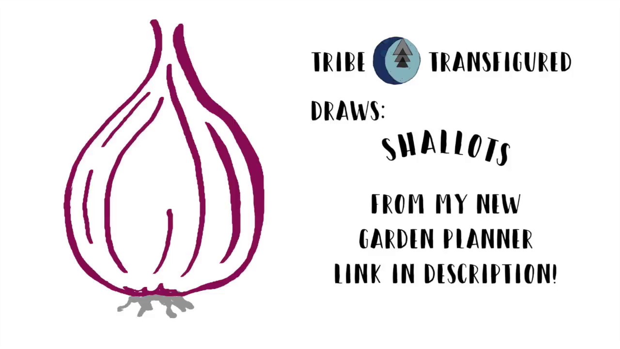 How to draw a Shallot - YouTube
