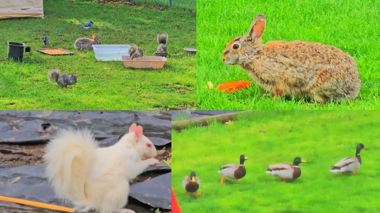 A Variety of Backyard Animals at Squirrel Lane - YouTube