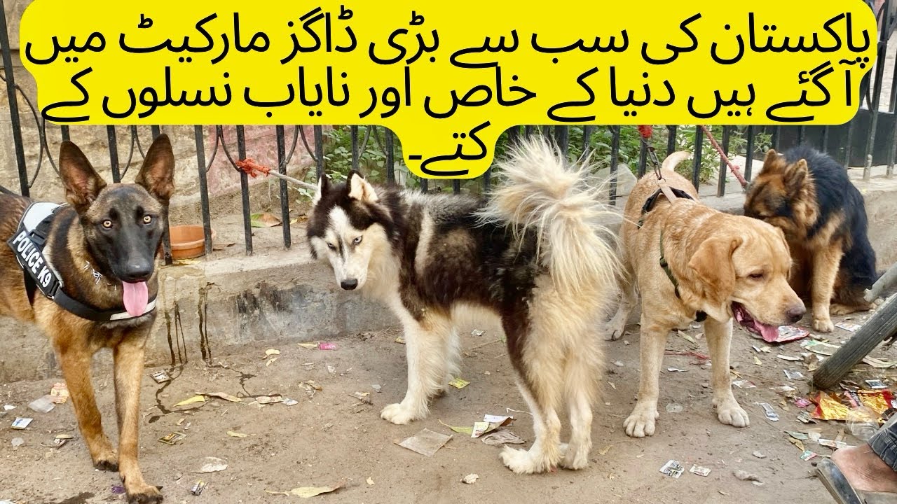pakistan biggest dogs market karachi saddar exotic dogs market in ...