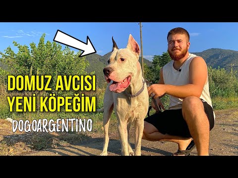 YENİ KÖPEĞİM DOGO ARGENTİNO O BİR EFSANE (ÇEKİLİŞ VAR)