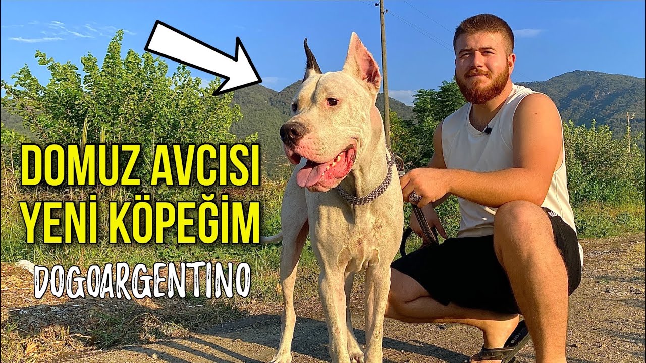 YENİ KÖPEĞİM DOGO ARGENTİNO O BİR EFSANE (ÇEKİLİŞ VAR) - YouTube