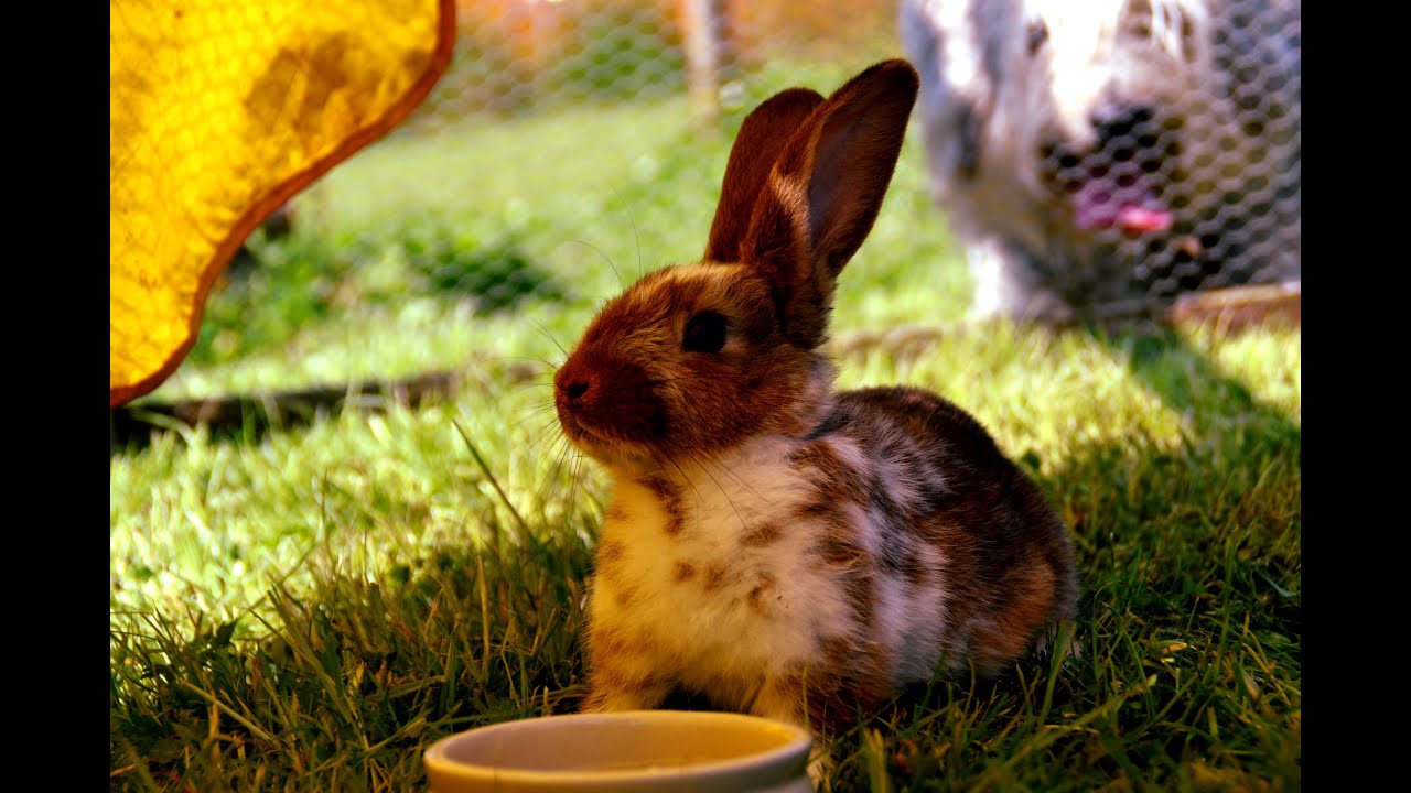 Why Are Rabbits Dangerous YouTube why-are-rabbits-dangerous-youtube