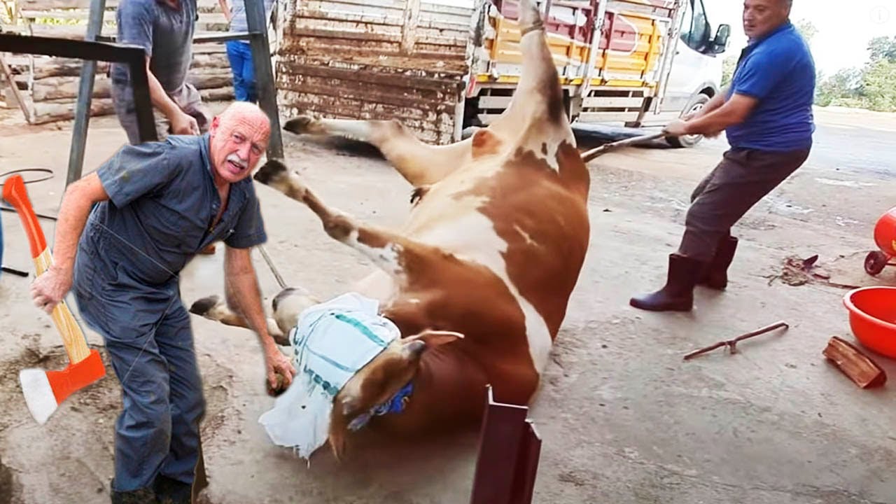 Revolutionary Cow Farming Technology | Automatic Smart Cowshed Cow ...