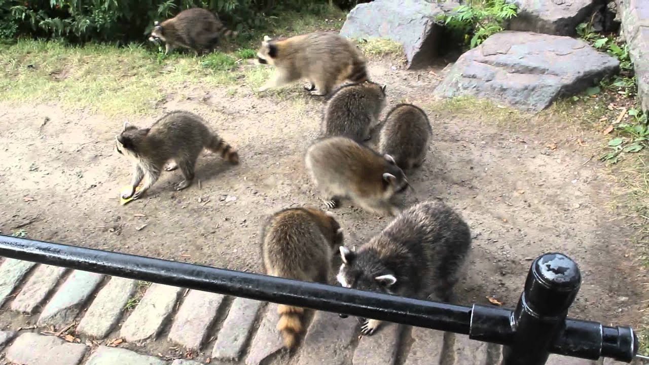 huge gaze of raccoons MOST CUTE RACCOONS EVER! - YouTube