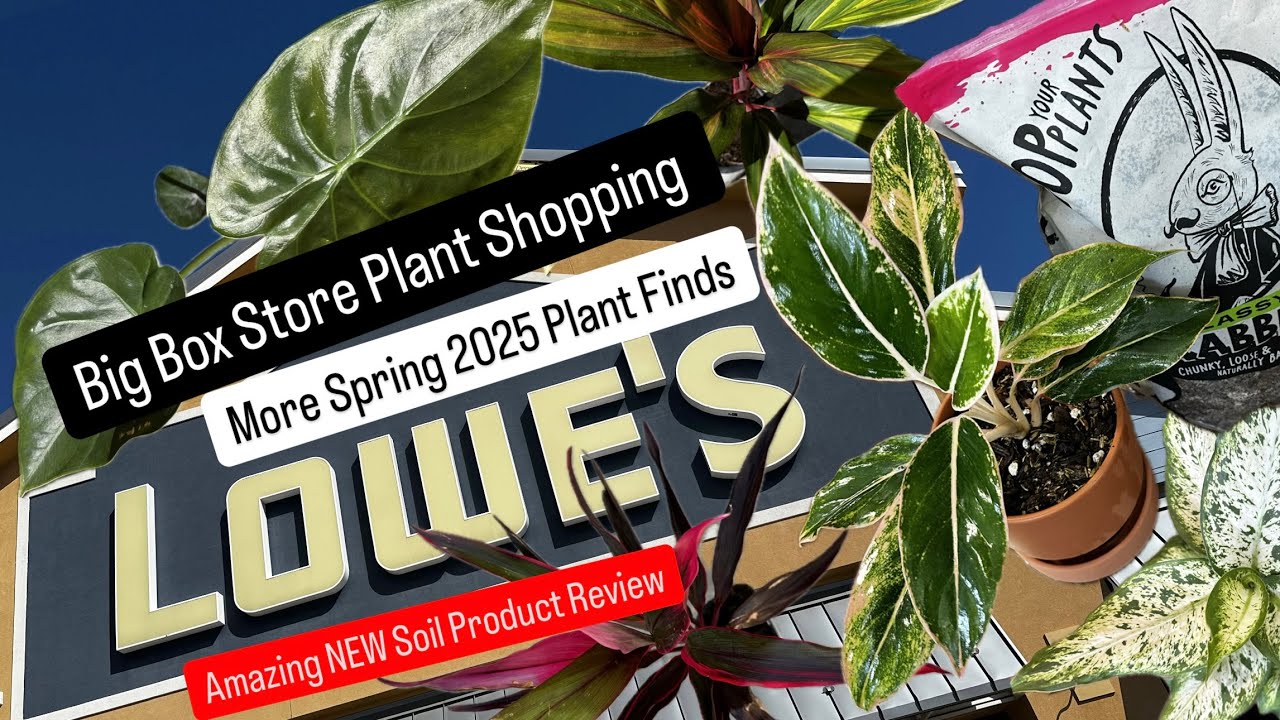Big Box Store Plant Shopping Lowe's Garden Center Indoor and Outdoor ...