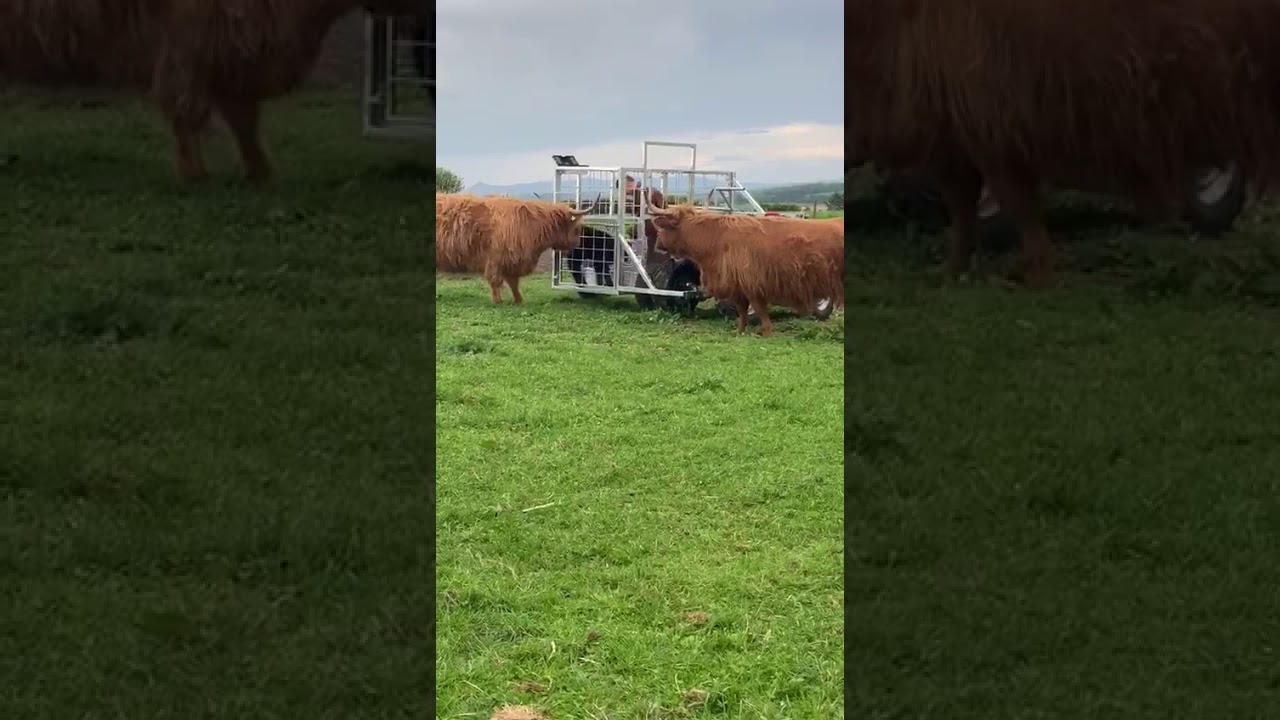 Calf catcher making life easier and safer - YouTube