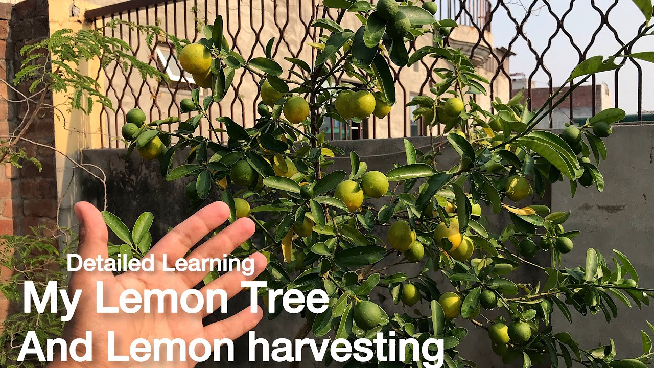 Lemons Harvesting from my huge lemon tree | Detailed video on lemon ...