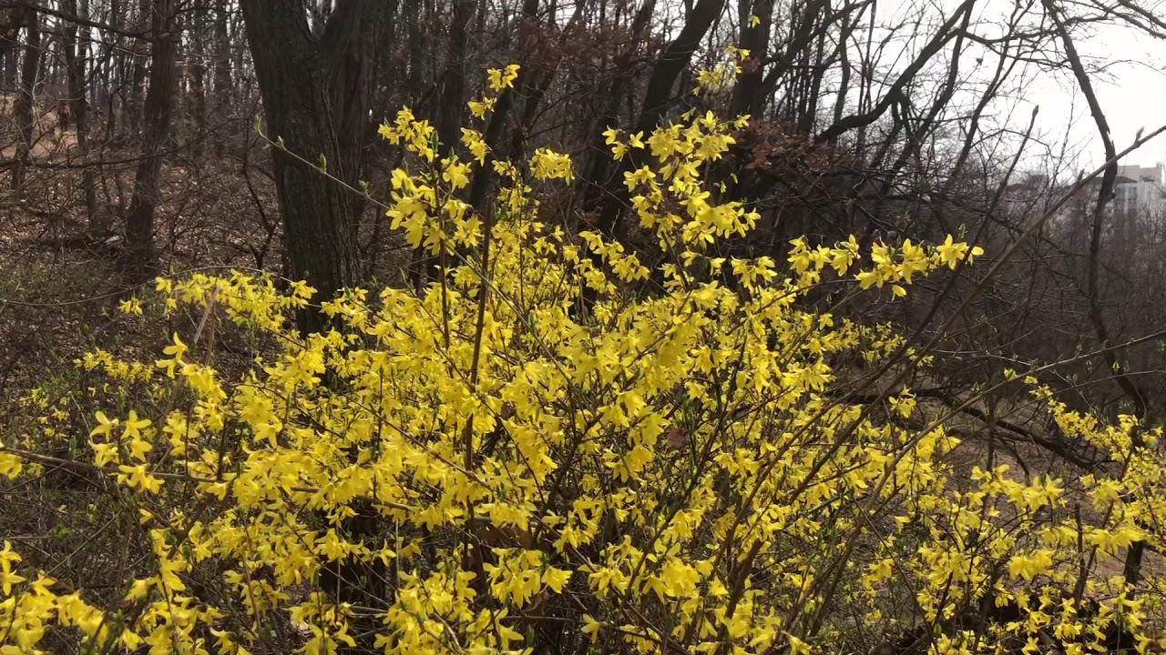 Golden bell tree - YouTube