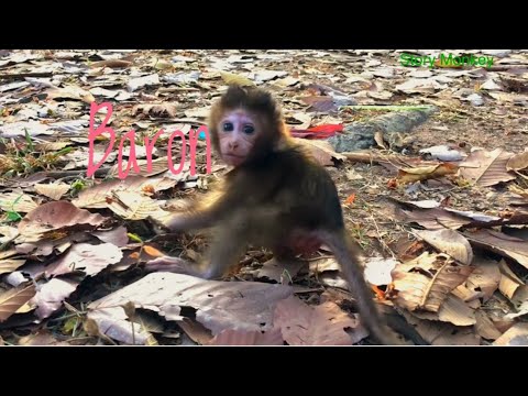 Cute Baby Baron learning to walk, suddenly Baby Baron scare and scream ...