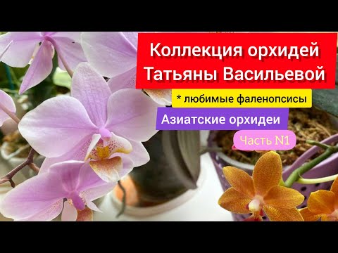 Азиатские редкие орхидеи в коллекции Татьяны Васильевой. Люблю фаленопсисы ❤️ Дубль/часть N1