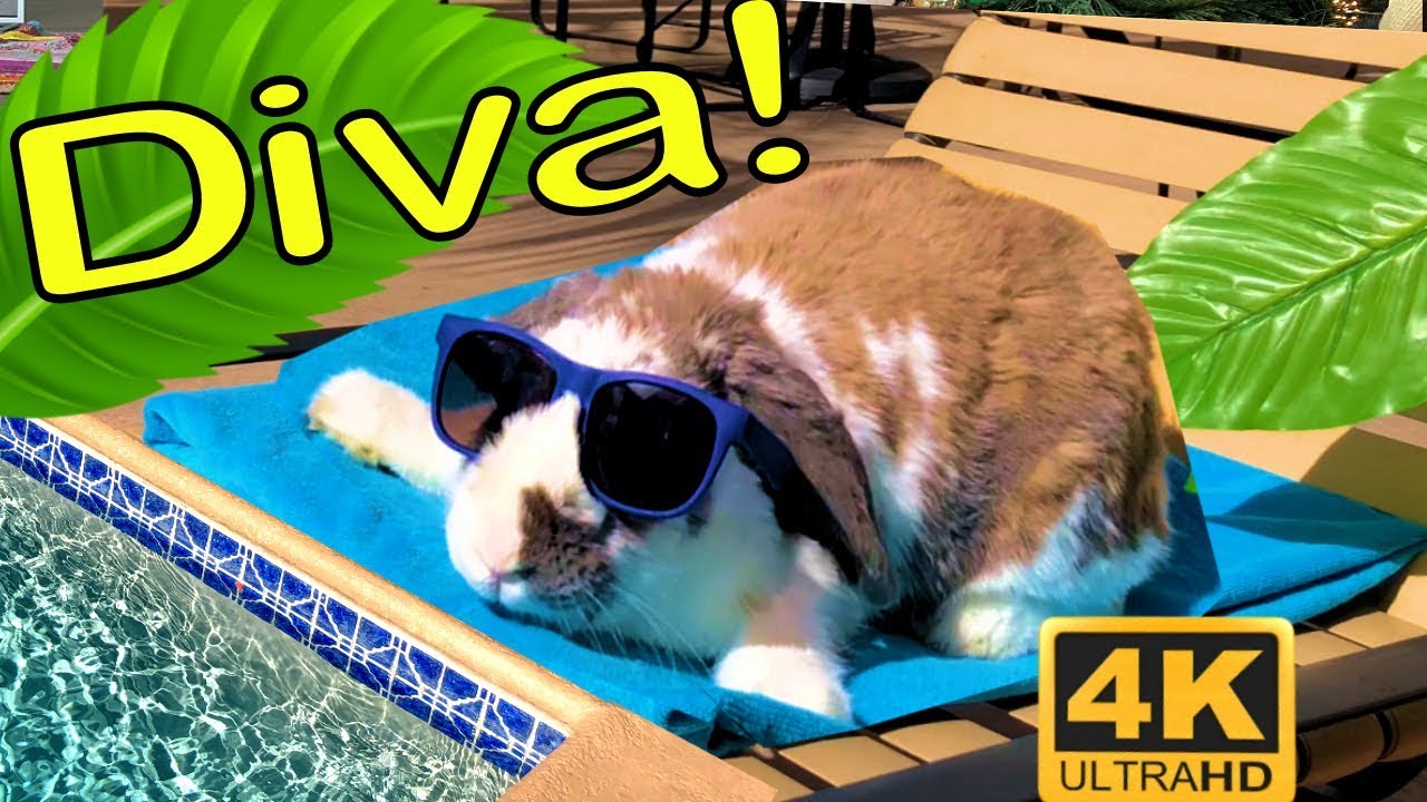 When Your Bunny is a Diva - YouTube