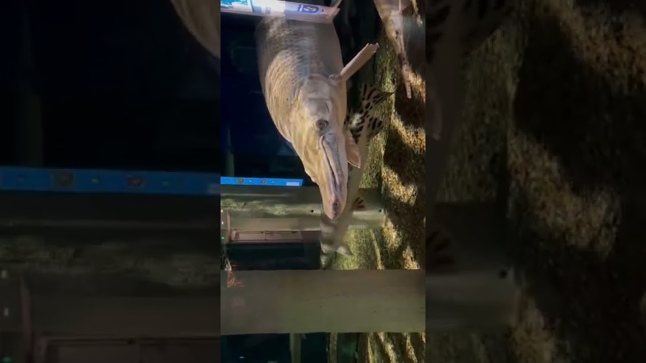 Scary ugly fish, huge alligator Gar fish and bass fish - YouTube