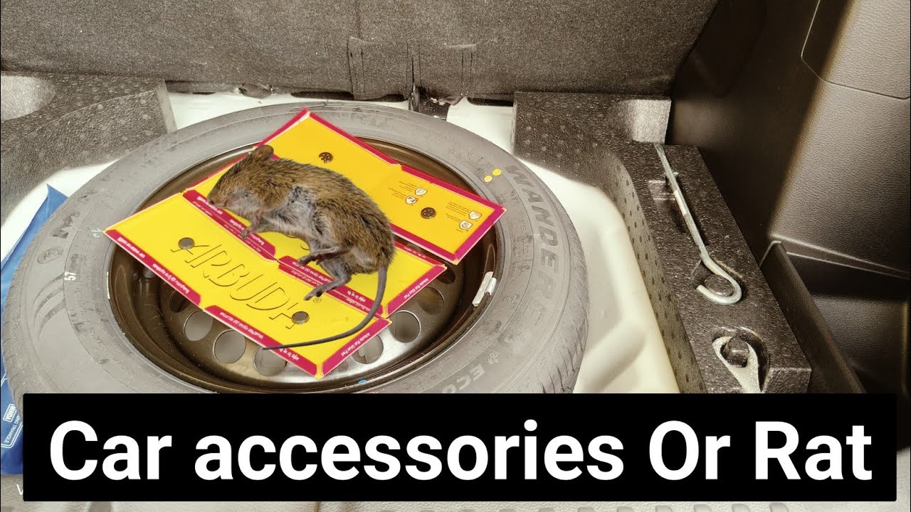 How to protect a car from a rat //car rat protection || rat spray for ...