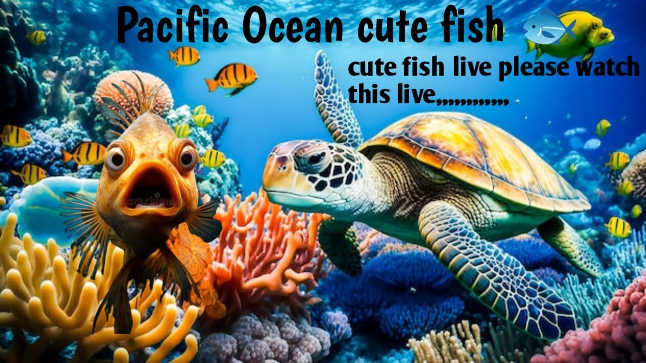 Pacific Ocean,,,,,,, cute fish 😍🐟,,,,,,,,, - YouTube
