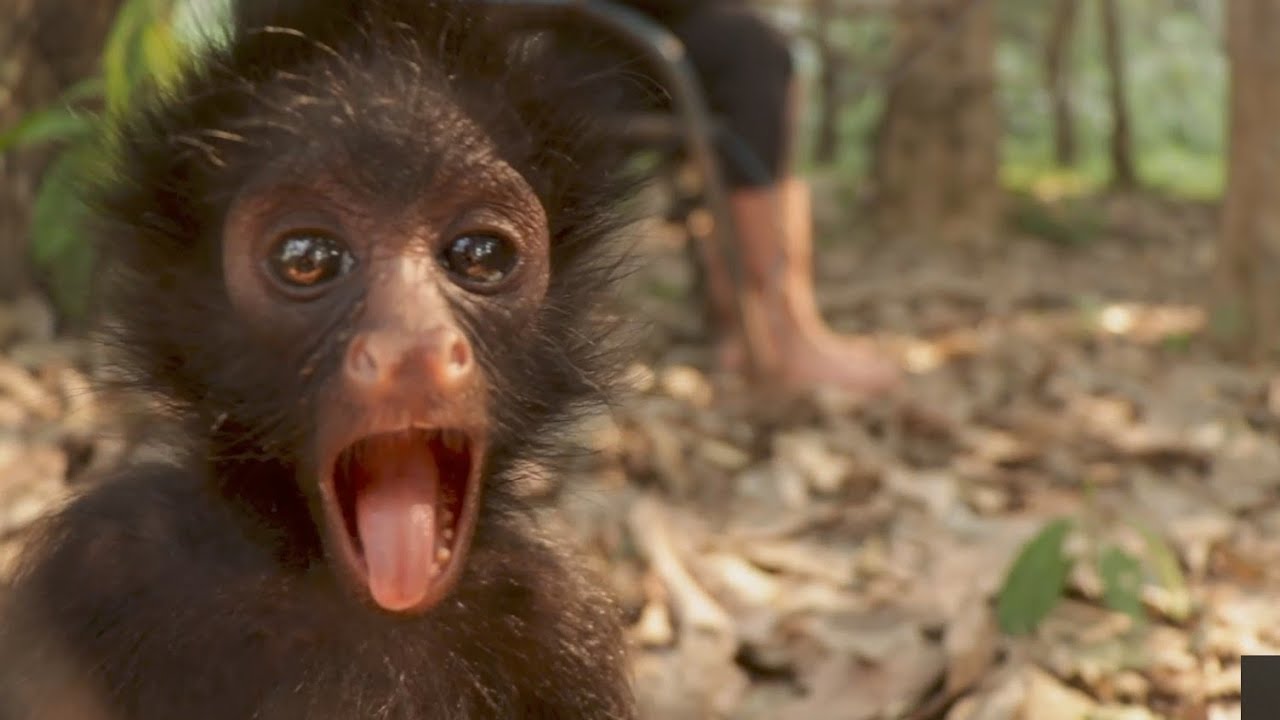 The new baby spider monkeys - YouTube