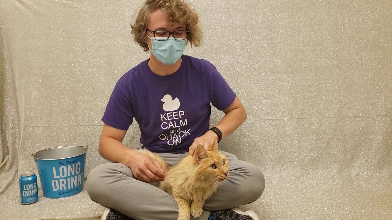 Bruce - Cat - Reno - YouTube