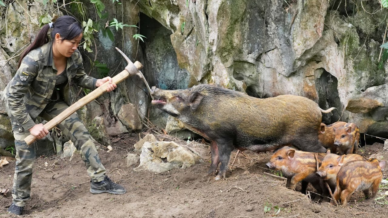 Herd of Wild Boars in a Trap - Surprised to See the Camera From the ...