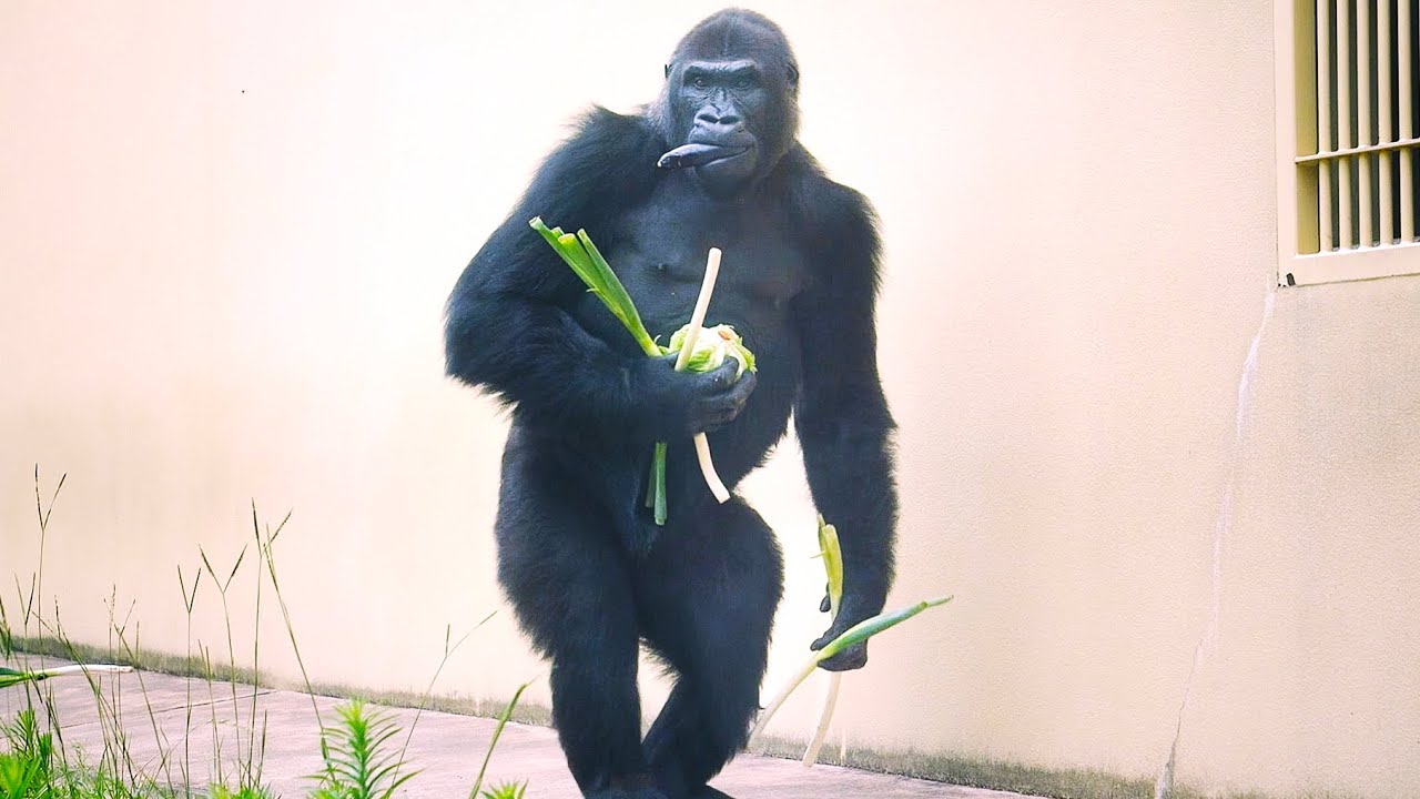 Silverback Gorilla taking good care of his mate | Baby Chimp | The ...