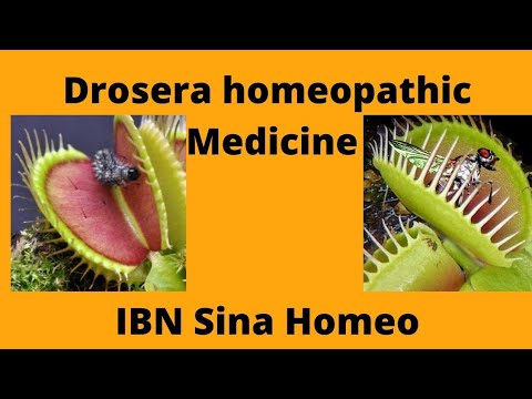 Drosera homeopathic medicine in bangla|ড্রসেরা হোমিও ঔষধ|drosera 30 ...