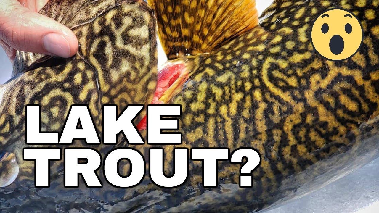 UNREAL Lake Trout Pattern (Manitoba Hybrid???) - YouTube