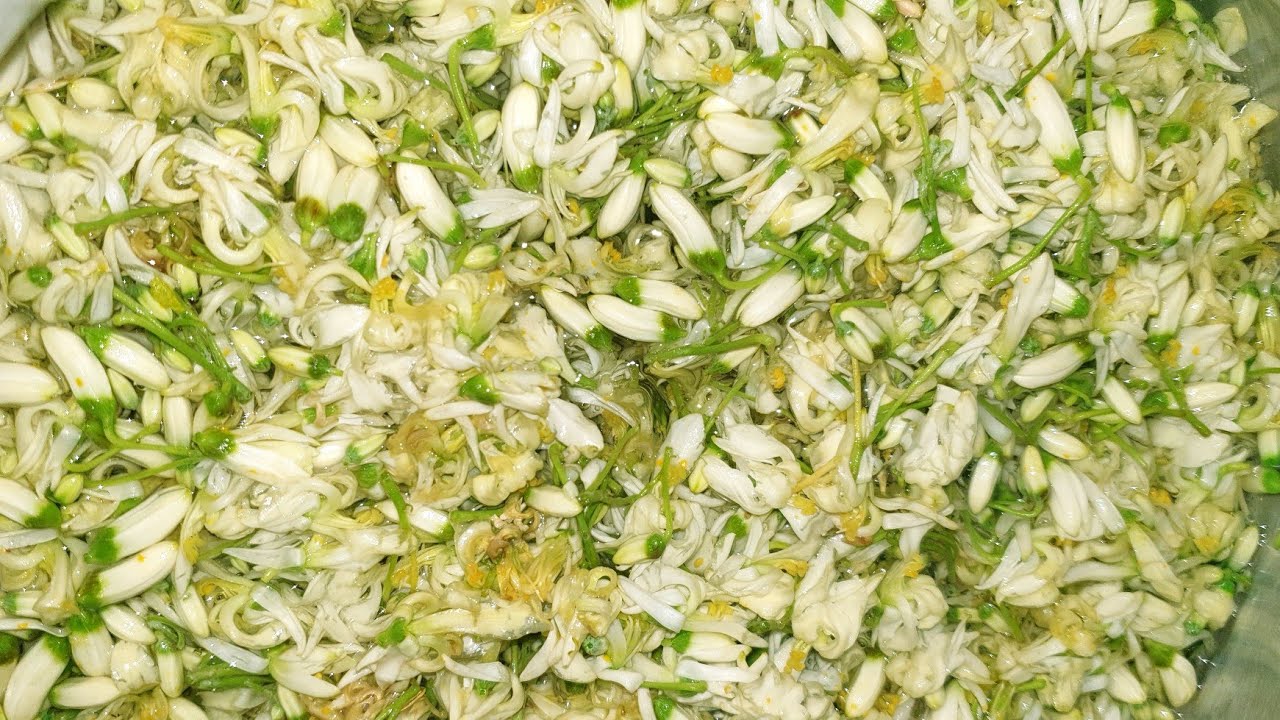 Sahjan(Munga)phul,drumstick flower ki sabji#tasty #healthy#villagefood ...