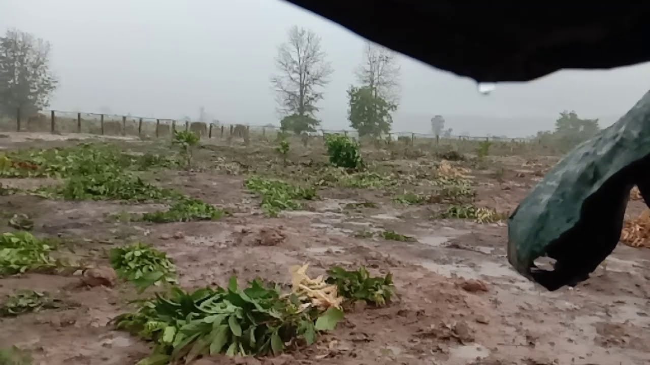 Heavy Rain in the Farm-Rain Storm Deep in the FOREST- cool-Sleep-Study ...