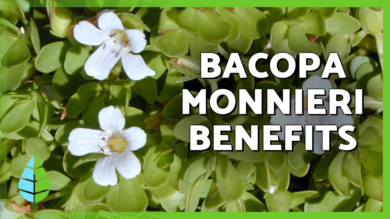 Bacopa Monnieri (Water Hyssop) Benefits 🌿🧠 | Dosage, Uses ...