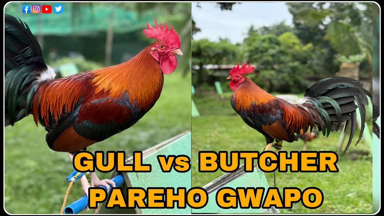 GULL AT BUTCHER BLOODLINE NI PRINCESS ALTHEA - YouTube