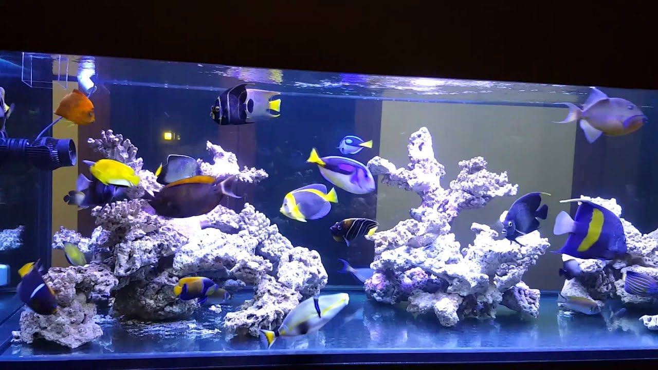 FOWLR TANK - YouTube