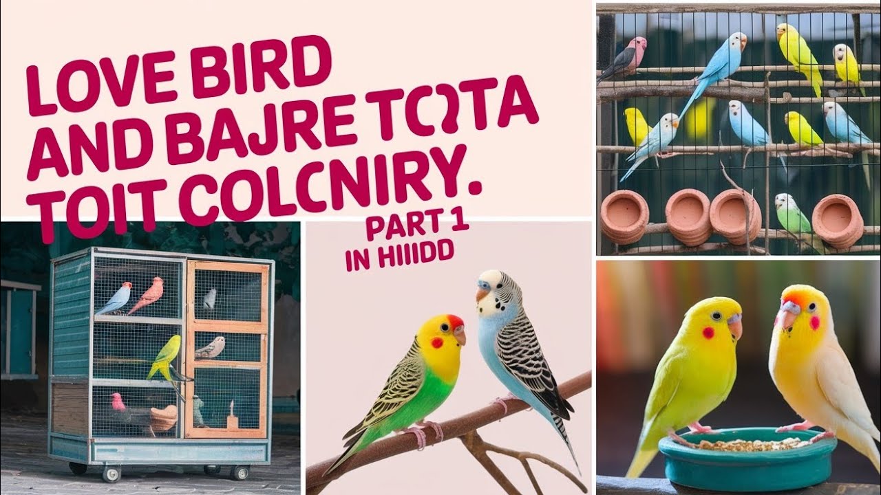 love bird colony and // bajri totta colony // part 1in hindi // - YouTube