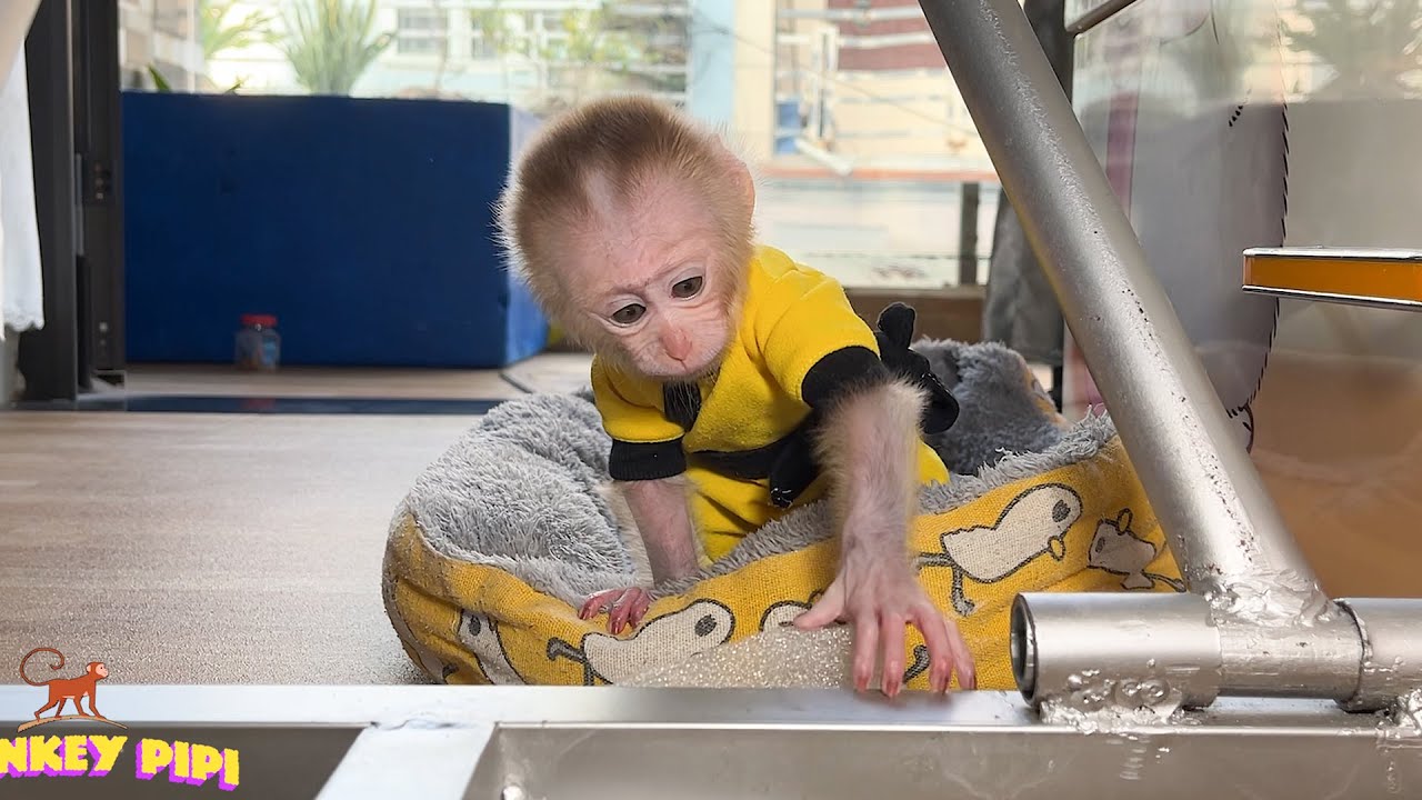 Baby Monkey PiPi is curious about everything around him - YouTube