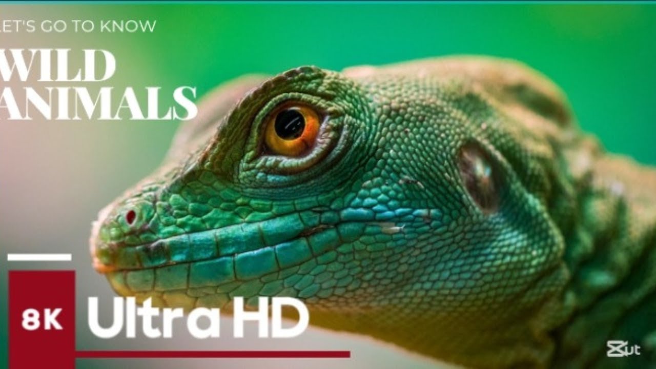 4K video || incredible Wildlife in stunning 16K HDR - Dolby vision ...