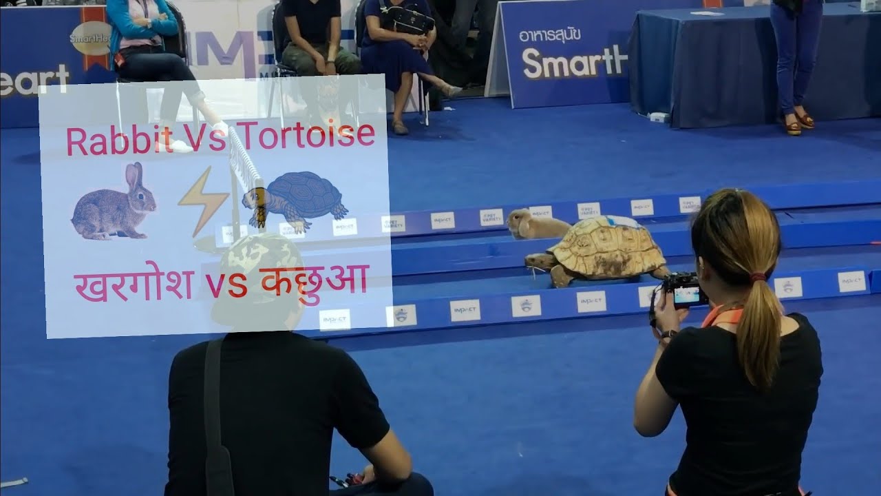 Rabbit Vs Tortoise | Tortoise and rabbit story real video | - YouTube