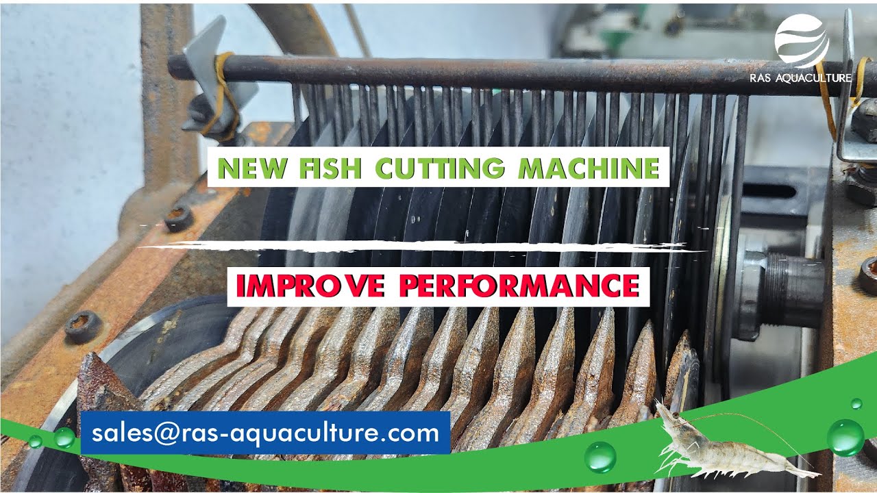 Mud Crab Feed preparation: Introducing Our New Cutting Machine for ...