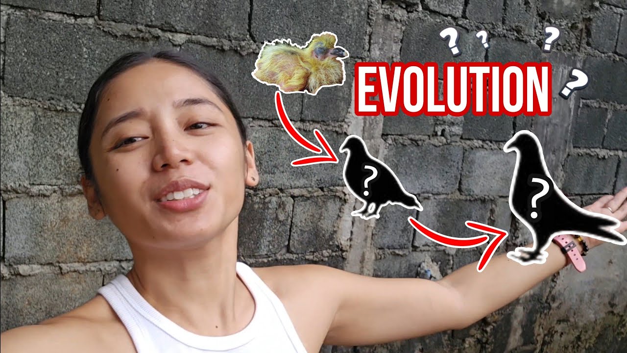 Evolution of Black Tiger Grizzle Racing Pigeon - YouTube