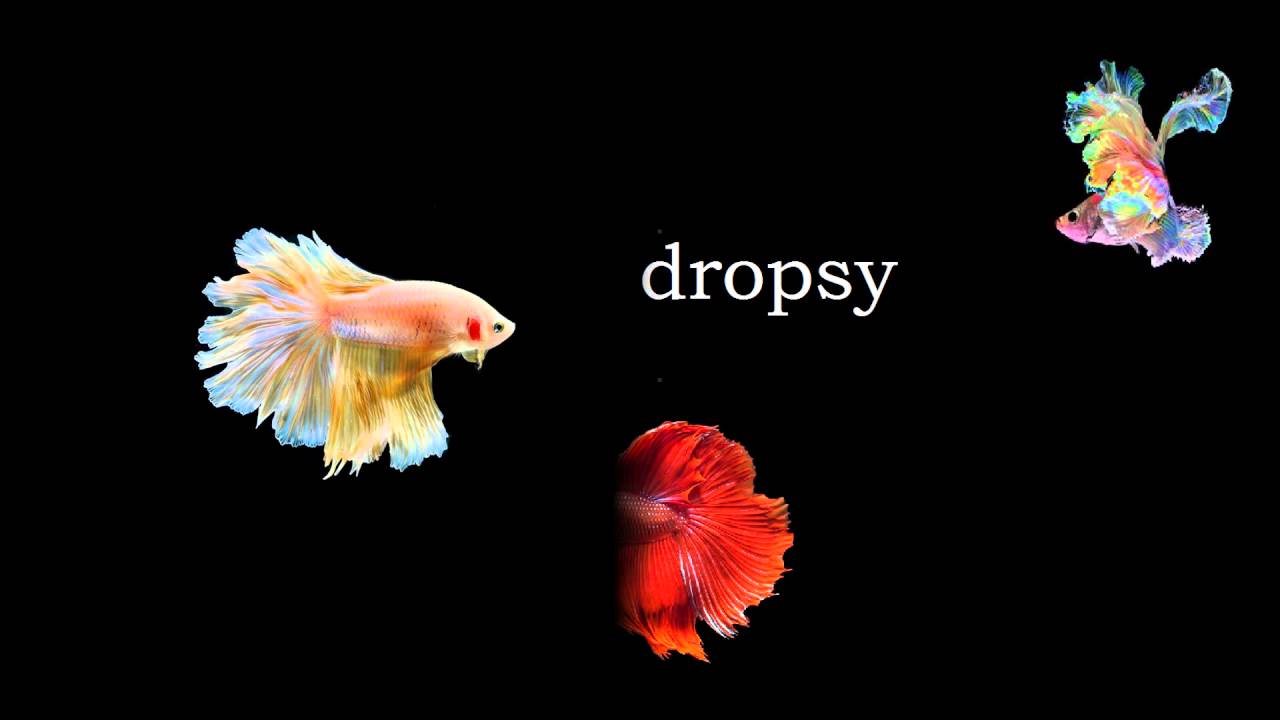 Fish diseases - Betta dropsy - YouTube